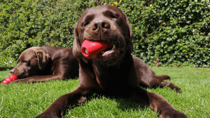 How Can I Keep My Dog Entertained While I'm at Work? (9 Strategies ...