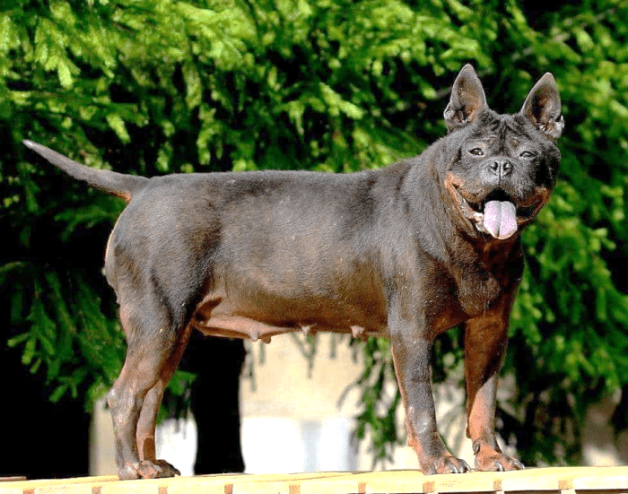 11 Unrecognized Guard Dogs From Asian Countries - HubPages