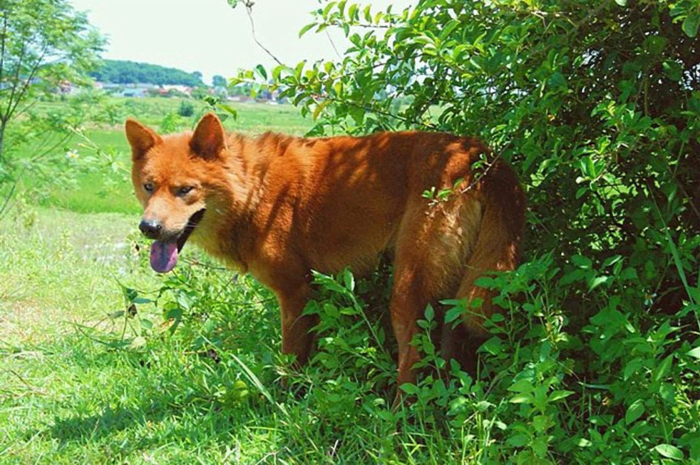11 Unrecognized Guard Dogs From Asian Countries - HubPages