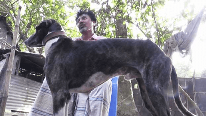 11 Unrecognized Guard Dogs From Asian Countries - HubPages