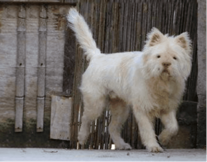 11 Unrecognized Guard Dogs From Asian Countries - HubPages