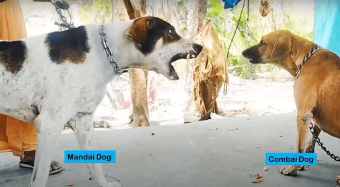 11 Unrecognized Guard Dogs From Asian Countries - HubPages