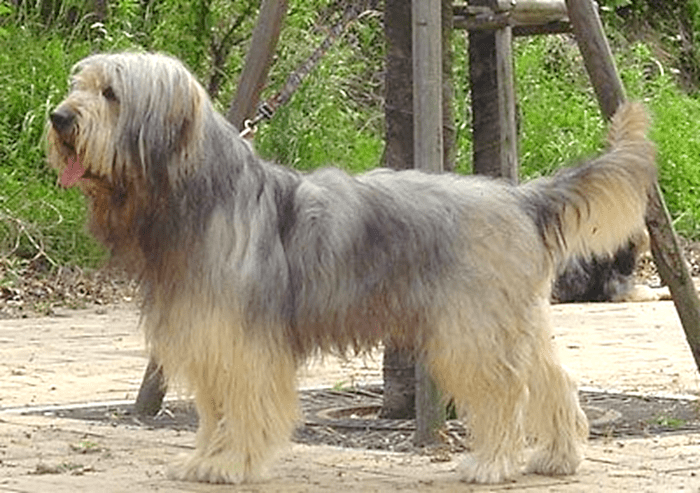 11 Unrecognized Guard Dogs From Asian Countries - HubPages