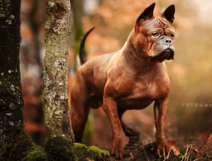 11 Unrecognized Guard Dogs From Asian Countries - HubPages