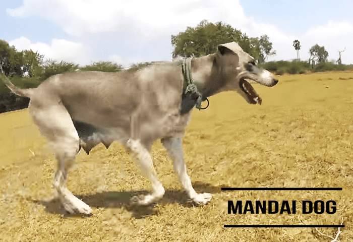 Mandai Dog: Breed Information, Facts and Characteristics - HubPages