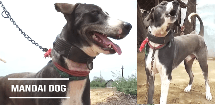Mandai Dog: Breed Information, Facts and Characteristics - HubPages