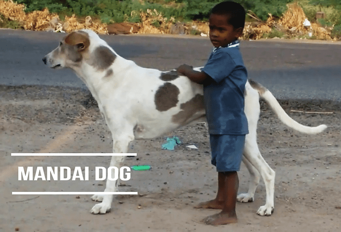 Mandai Dog: Breed Information, Facts and Characteristics - HubPages