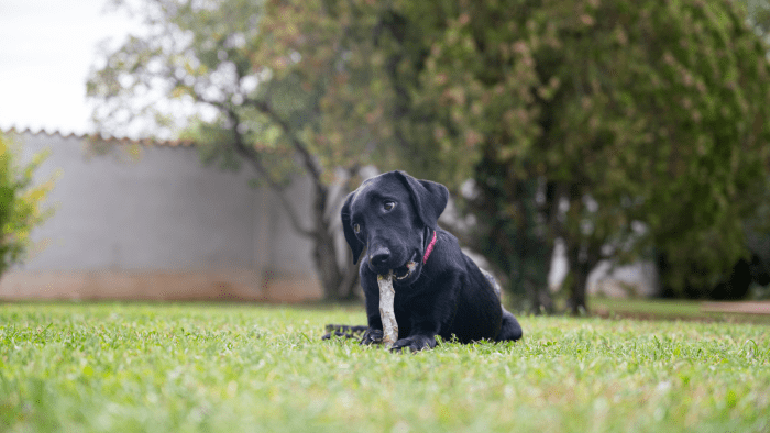 Interdog Aggression and Possessiveness: Causes and Solutions - HubPages