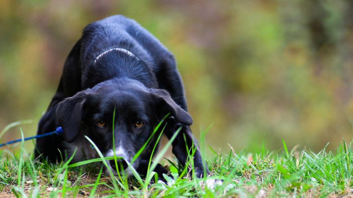 Interdog Aggression and Possessiveness: Causes and Solutions - HubPages