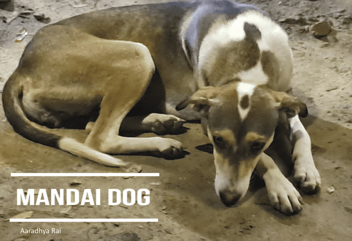 Mandai Dog Pros and Cons: 11 Things to Consider Before Owning - HubPages