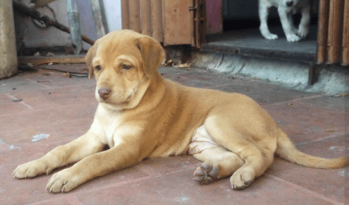 Mandai Dog Pros and Cons: 11 Things to Consider Before Owning - HubPages