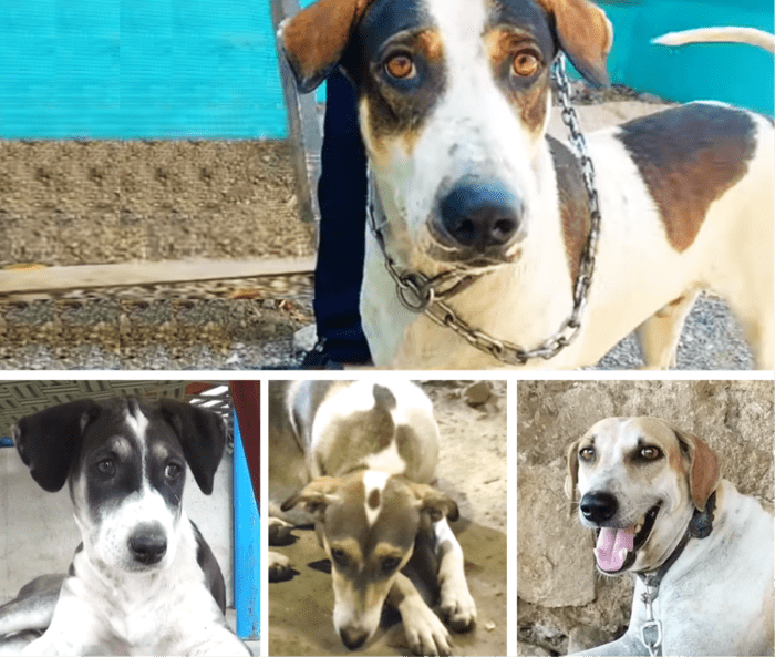 Mandai Dog Pros and Cons: 11 Things to Consider Before Owning - HubPages