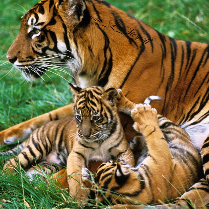 The Amazing and Endangered Sumatran Tiger - HubPages