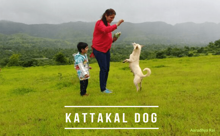 Kattakal Alias Kattai Dog: Breed Information, Facts and Characteristics ...