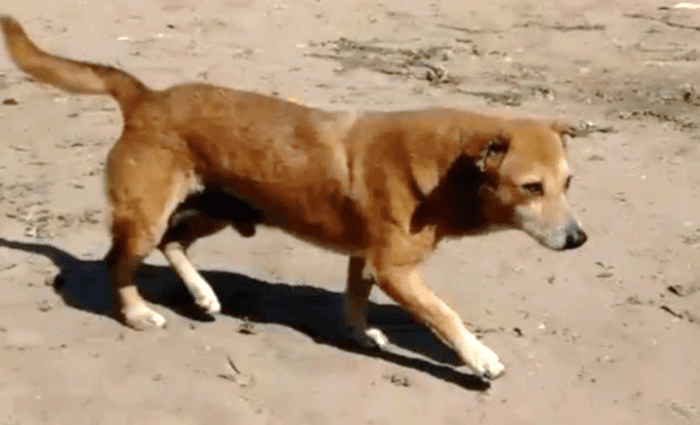 Kattai or Kattakal Alias Dog: Breed Information, Facts and ...