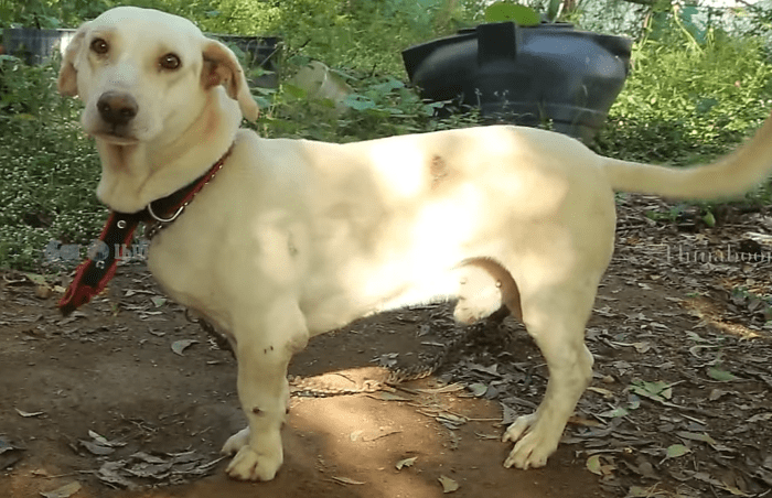 Kattai or Kattakal Alias Dog: Breed Information, Facts and ...