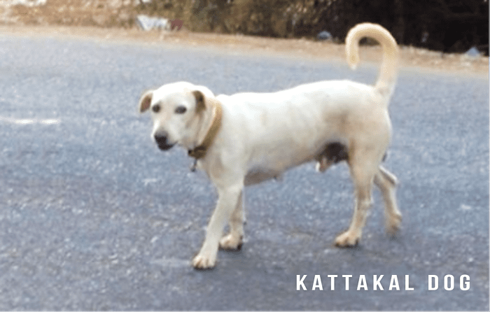 Kattai or Kattakal Alias Dog: Breed Information, Facts and ...