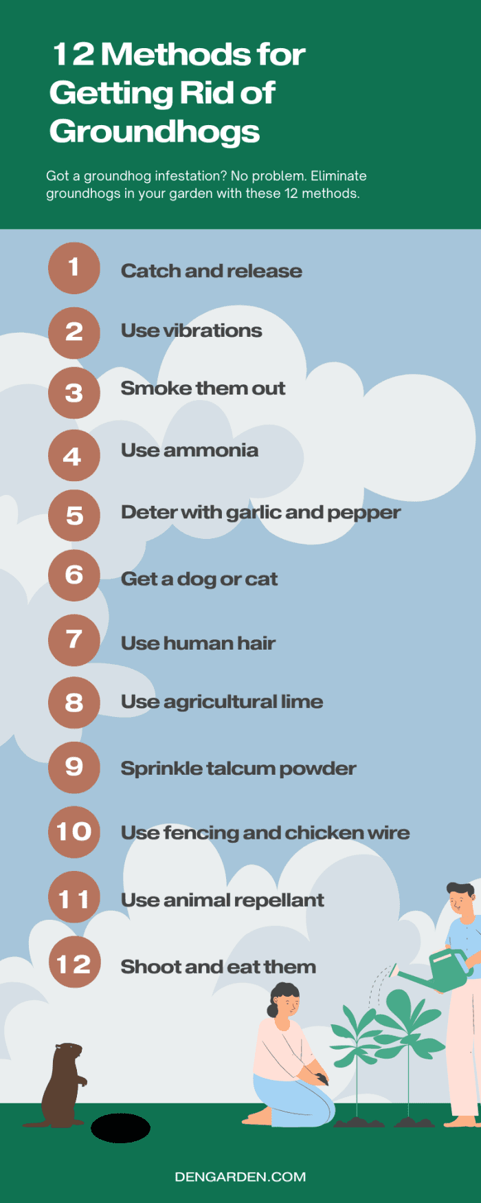 12 Effective Ways to Kill or Get Rid of Groundhogs for Good - Dengarden