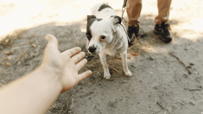 How Do I Stop My Dog From Being Scared of Strangers? (11 Tips) - HubPages