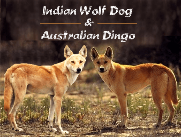 Indian Wolf-Dog And Australian Dingo: What's the Relation? - HubPages