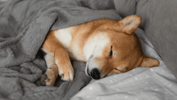 How to Manage Nightmares in Dogs - HubPages