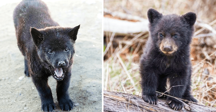 Owning a Haofa Tangkhul Hui Dog – 15 Things To Know About - HubPages