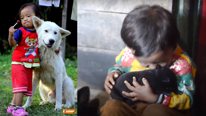 Owning a Haofa Tangkhul Hui Dog – 15 Things To Know About - HubPages