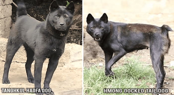 Tangkhul Haofa Hui (Indian Bear Hound): Dog Breed Information, Facts ...