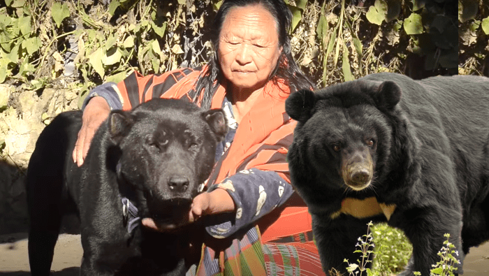 Tangkhul Haofa Hui (Indian Bear Hound): Dog Breed Information, Facts ...