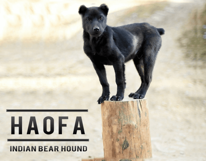 Tangkhul Haofa Hui (Indian Bear Hound): Dog Breed Information, Facts ...