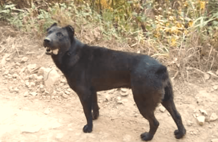 Tangkhul Haofa Hui (Indian Bear Hound): Dog Breed Information, Facts ...