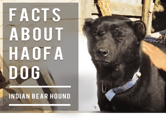 Tangkhul Haofa Hui (Indian Bear Hound): Dog Breed Information, Facts ...