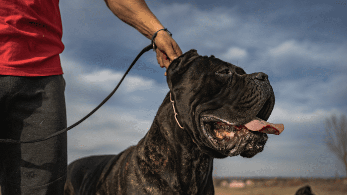 Why Is My Cane Corso Aggressive Towards Other Dogs? - HubPages