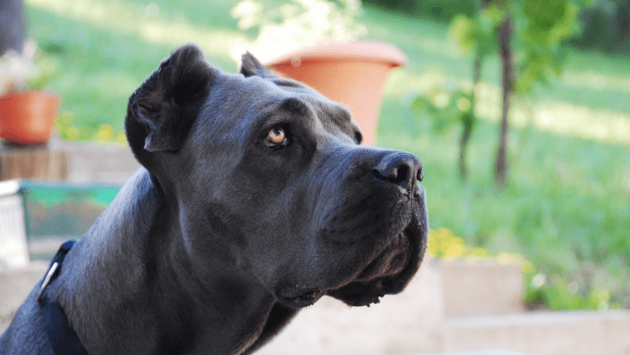Why Is My Cane Corso Aggressive Towards Other Dogs? - HubPages