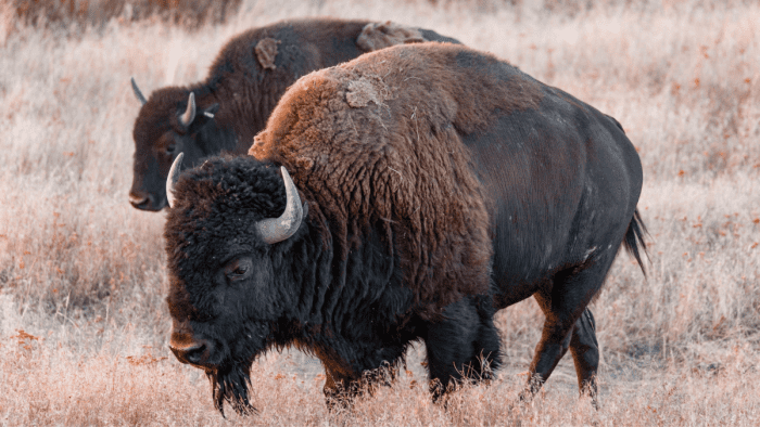 Back From the Brink: History of the Conservation of the American Bison ...