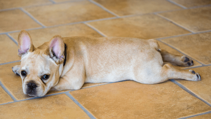 What Is a Sploot and Why Do Animals Do It? - HubPages