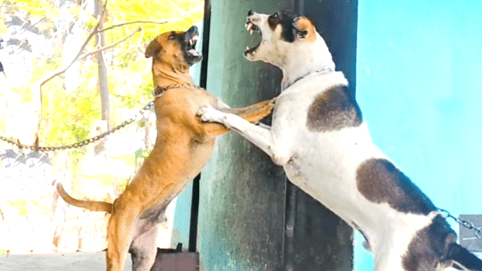 Combai vs Mandai (Ramnad Combai): Which Breed is Right for You - HubPages