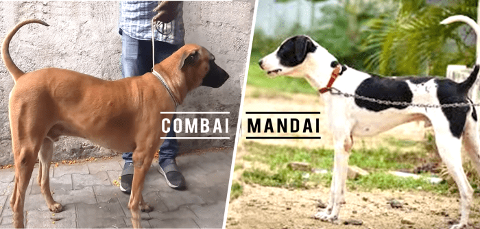 Combai vs Mandai (Ramnad Combai): Which Breed is Right for You - HubPages