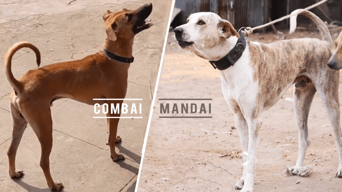 Combai vs Mandai (Ramnad Combai): Which Breed is Right for You - HubPages