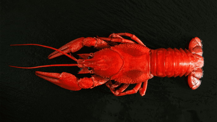 How to Catch and Bait Crawfish (Aka: Crawdad or Crayfish) - HubPages