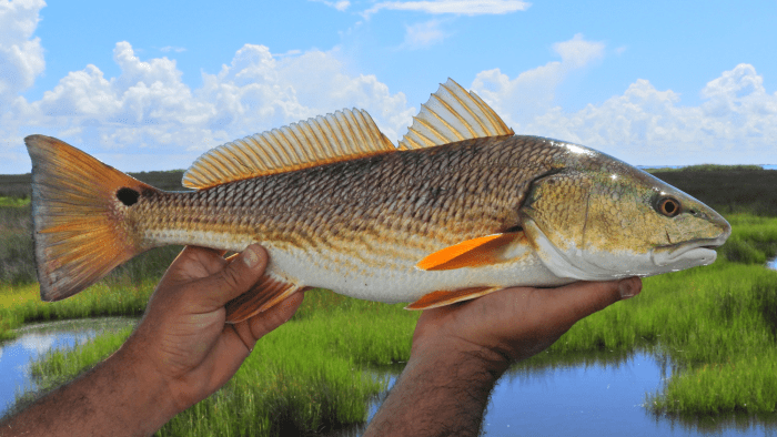 Red Drum Fishing Tips and Techniques - HubPages