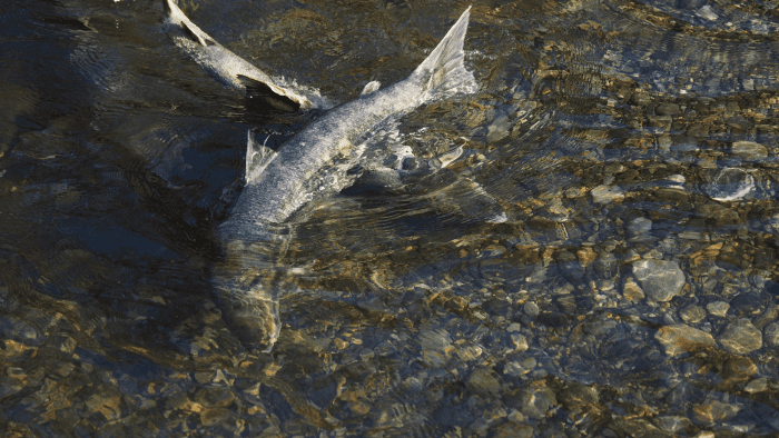 How to Catch Fish With Buzz Bombs - HubPages