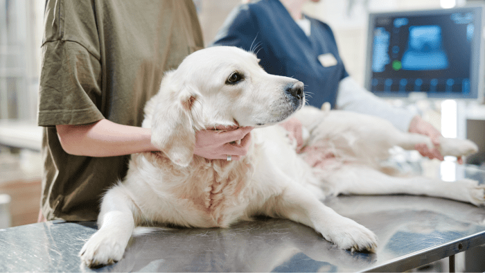 Can I Give My Dog Shots at Home or Should I Take Him to the Vet? - HubPages