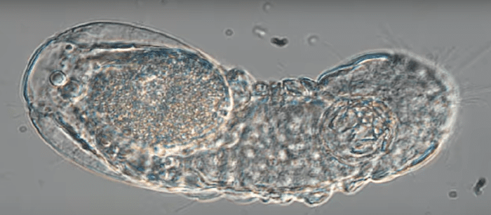 Top 5 Animal Phyla With the Least Number of Species - HubPages