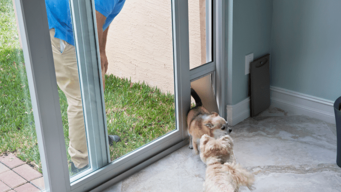 Help, My Dog Won't Use the Doggy Door! (16 Tips for Success) - HubPages