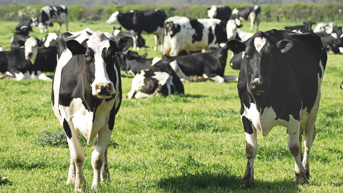 How to Scare Cows Away if You're Being Charged by a Herd - HubPages
