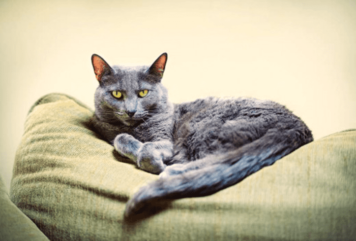 15 Best Hypoallergenic Cats - HubPages