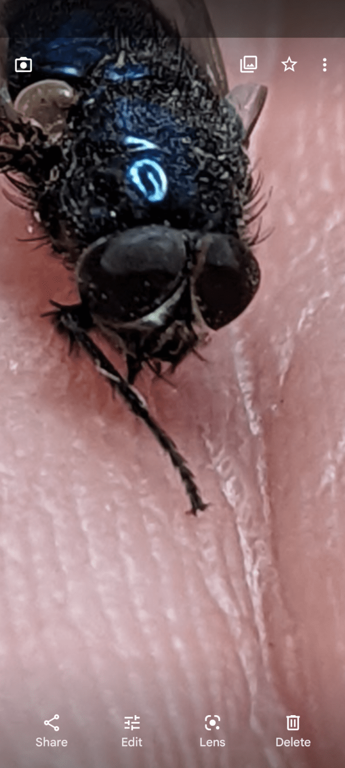 Fly Shooting - With a Fly Peg-Ger - HubPages