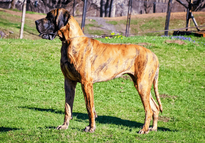 Great Dane Coat and Color Varieties - HubPages