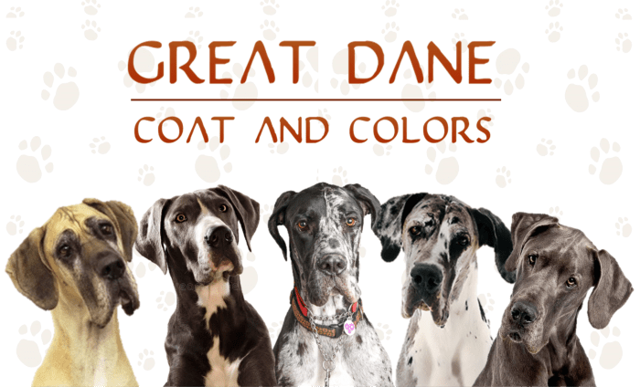 Great Dane Coat and Color Varieties - HubPages